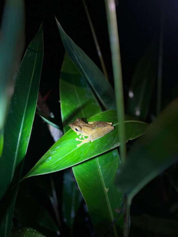 Sinharaja Rainforest: Day Trip From Galle or Bentota - The Sum Up