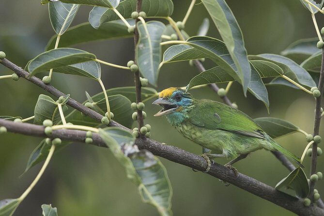Sinharaja' rainforest - Discovery Tour (half day) - Practical Considerations