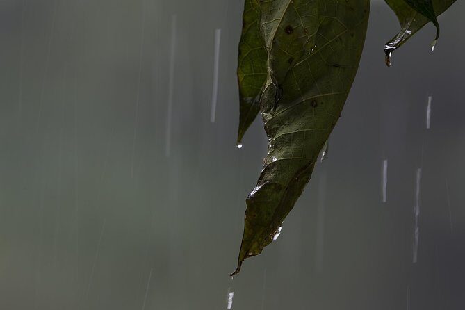 Sinharaja' rainforest - Discovery Tour (half day) - Final Thoughts: Is This Tour Right for You?