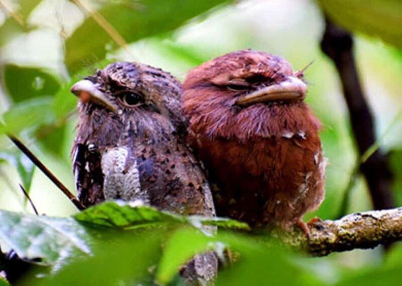 Sinharaja Rainforest: Guided Day Tour from Bentota/Colombo - An In-Depth Look at the Sinharaja Rainforest Guided Tour