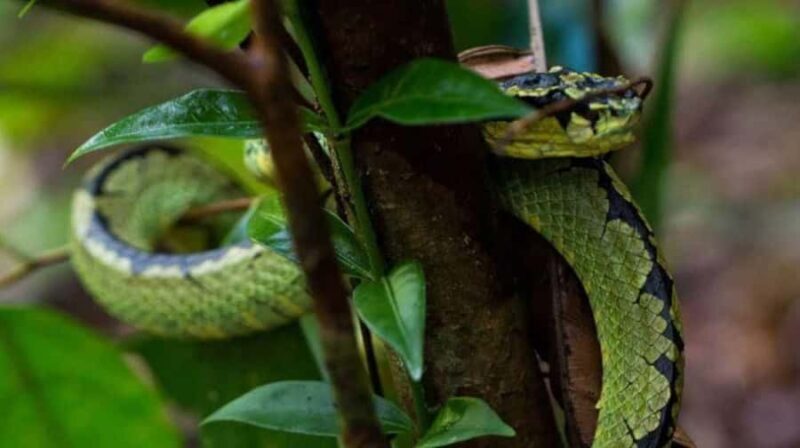 Sinharaja Rainforest: Guided Day Tour from Bentota/Colombo - Practical Tips