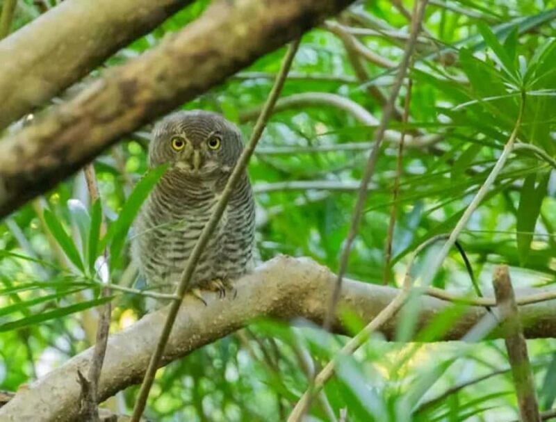 Sinharaja Rainforest Morning Bird watching walking Tour - Key Points