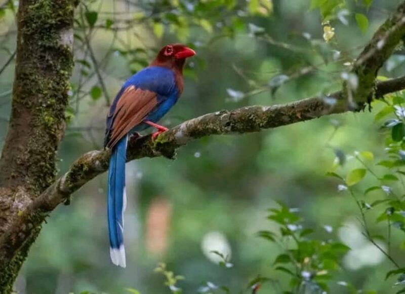 Sinharaja Rainforest Morning Bird watching walking Tour - Introducing the Sinharaja Rainforest Bird Watching Tour
