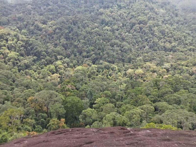 Sinharaja Rainforest Morning Bird watching walking Tour - Why This Tour Offers Real Value