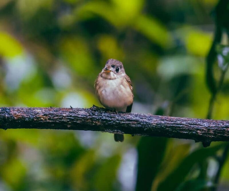 Sinharaja Rainforest: Nature Tour with Local Guide - Final Thoughts