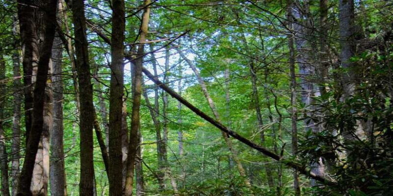 Sinharaja Rainforest Private & Customize Tour - An In-Depth Look at the Sinharaja Rainforest Tour