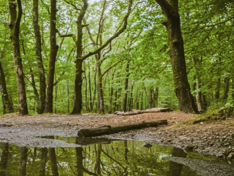 Sinharaja Rainforest Private & Customize Tour - Who Is This Tour Best For?