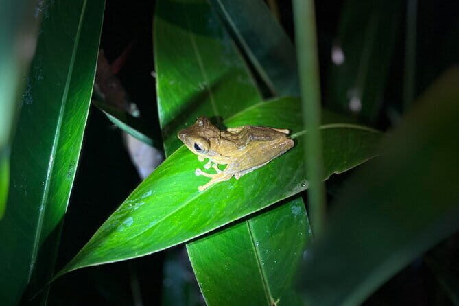 Sinharaja Rainforest Private Day Tour from Galle - FAQs