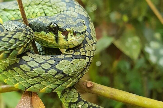 Sinharaja RainForest Private Full Day Tour - An In-Depth Look at the Tour Experience