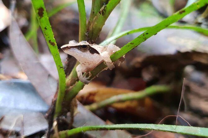 Sinharaja RainForest Private Full Day Tour - The Sum Up