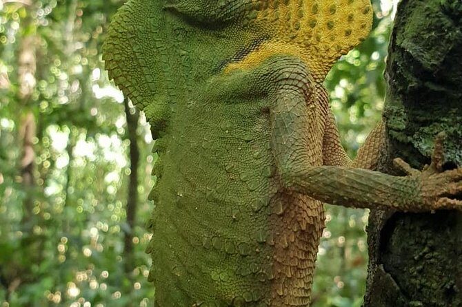 Sinharaja RainForest Private Full Day Tour - Frequently Asked Questions (FAQ)