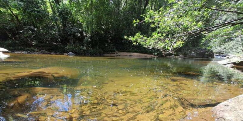 Sinharaja Rainforest Tour - Key Points