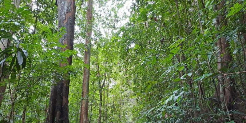 Sinharaja Rainforest Tour - A Deep Dive into the Sinharaja Rainforest Tour