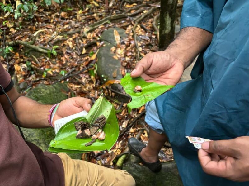 Sinharaja Rainforest Tour with Local Guide - The Sum Up