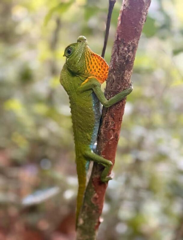 Sinharaja Rainforest Tour with Local Guide - FAQ