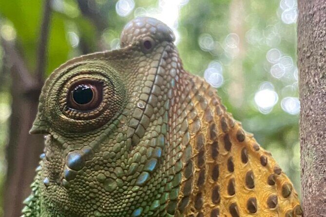 Sinharaja Rainforest Trek with Guide and Lunch - A Deep Dive Into the Sinharaja Rainforest Trek