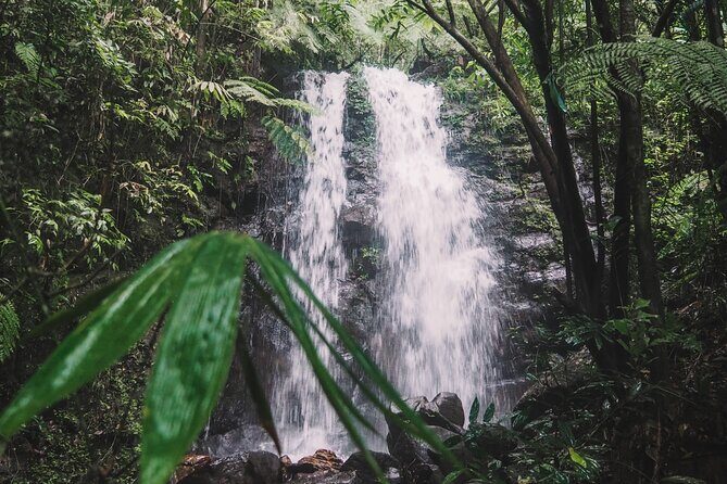 Sinharaja Rainforest Trek with Guide and Lunch - Practical Details and Budget Analysis