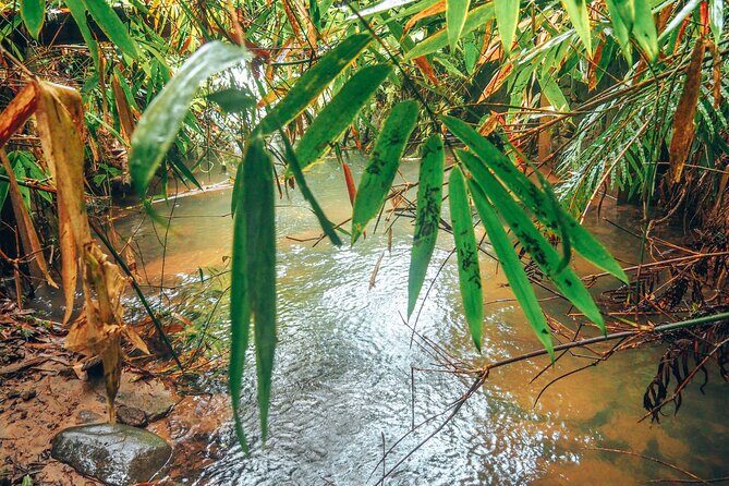 Sinharaja Rainforest Trek with Guide and Lunch - Authentic Experiences and Unique Insights