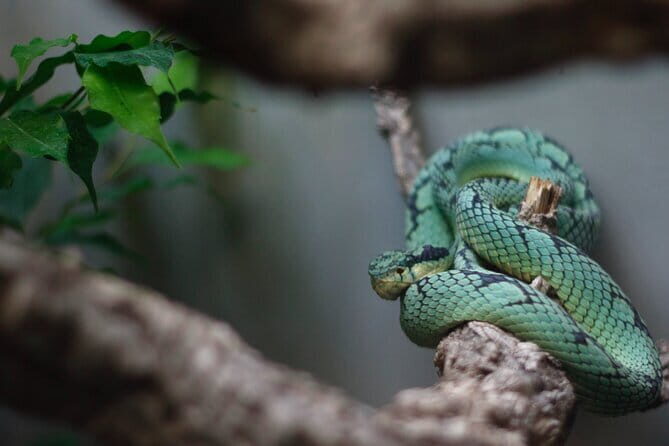 Sinharaja Rainforest Trekking All Inclusive Tour from Hambantota - Key Points