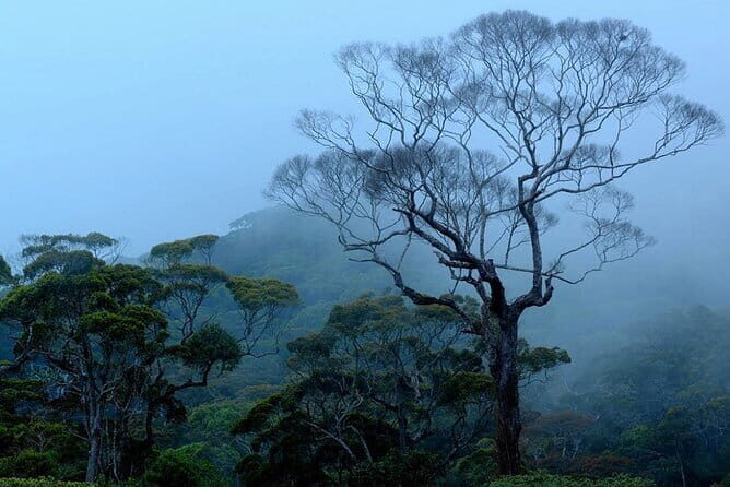 Sinharaja Rainforest Trekking All Inclusive Tour from Hambantota - Why This Tour Stands Out