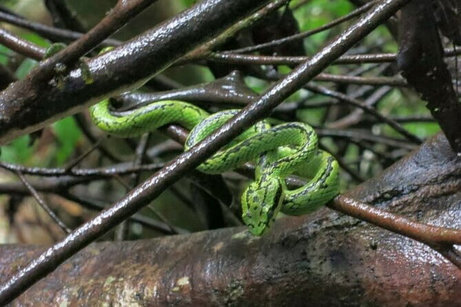 Sinharaja Rainforest Trip - Who Should Book This Tour?