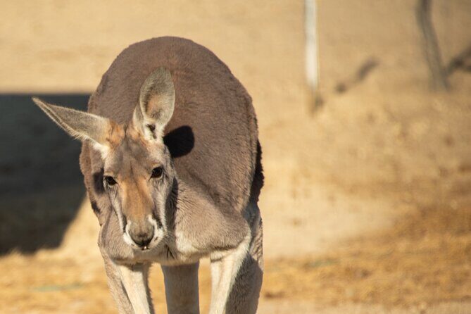 Sip and Animal Safari Experience in Fredericksburg - What to Expect at the Fredericksburg Sip and Animal Safari