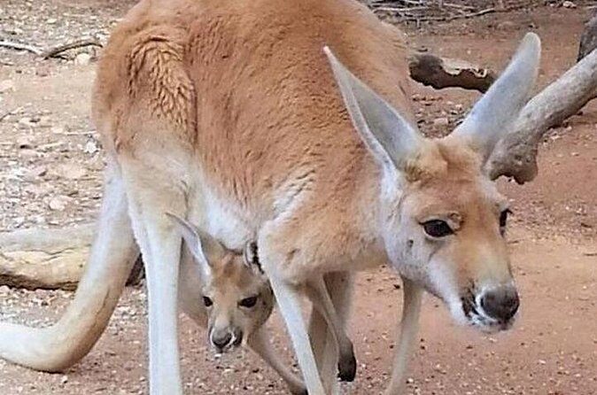 Sip and Animal Safari Experience in Fredericksburg - Authenticity and Experience Quality