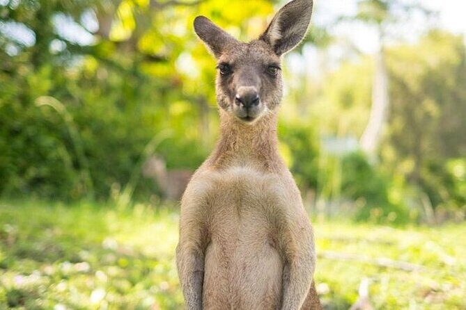 Sip and Animal Safari Experience in Fredericksburg - Who Will Love This Experience?