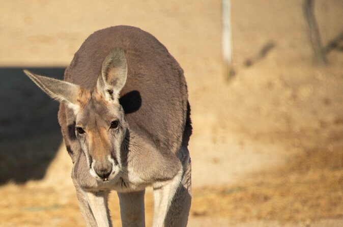 Sip and Animal Safari Experience in Fredericksburg - Frequently Asked Questions