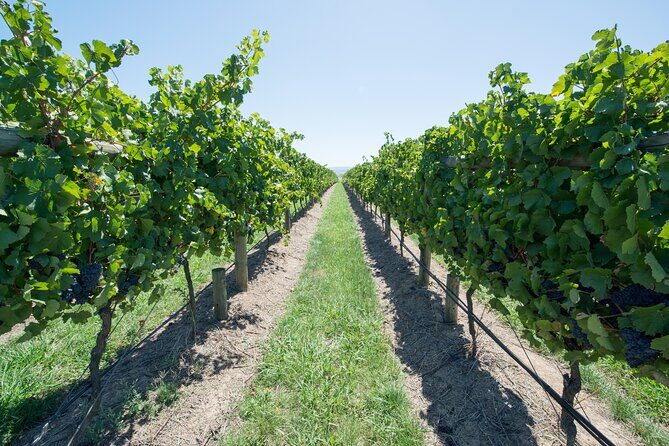 Sip and Savor: Private Yarra Valley Wine Tour from Melbourne - Why Choose the Yarra Valley Private Wine Tour?