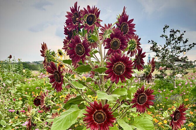 Sip Like a Local Private Wine Tours by Native Experts - Key Points