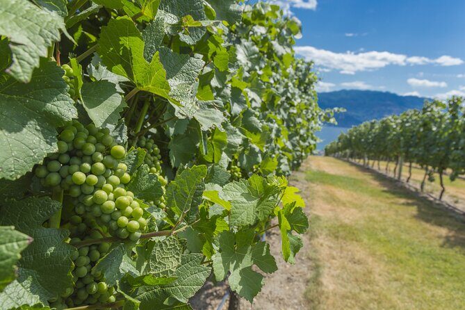 Sip & Savor: Private West Kelowna Wine Trail Escape - An In-Depth Look at the Tour