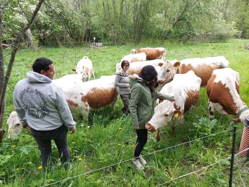 Sipoo: Biodynamic farm visit with lunch - FAQ
