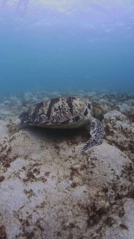 Siquijor: Freediving Adventure with Lunch and Beach Time - An In-Depth Look at the Freediving Experience in Siquijor