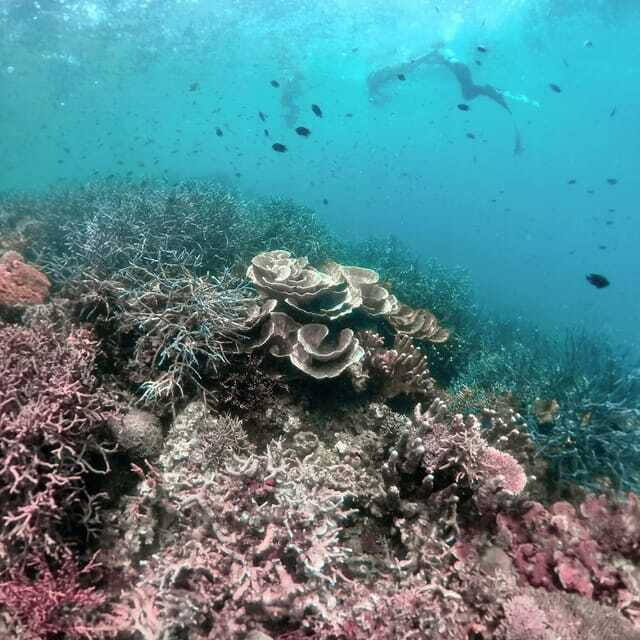 Siquijor: Freediving Adventure with Lunch and Beach Time - Final Thoughts