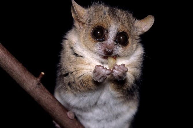 Siquijor Island Shared Tour - FAQs