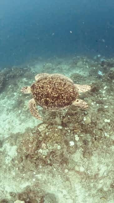 Siquijor: Jeepney Island Tour with Snorkeling - Key Points