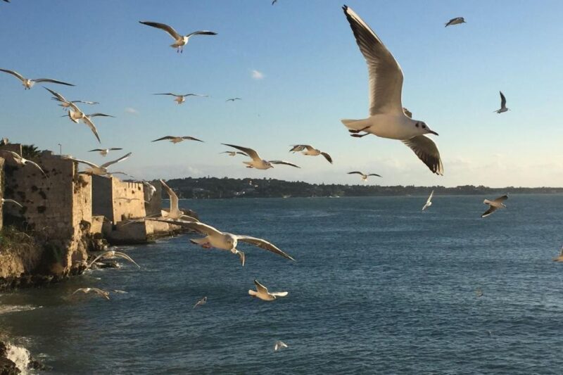 Siracusa: Ortygia Island Boat Tour with Grotto Visit - Key Points