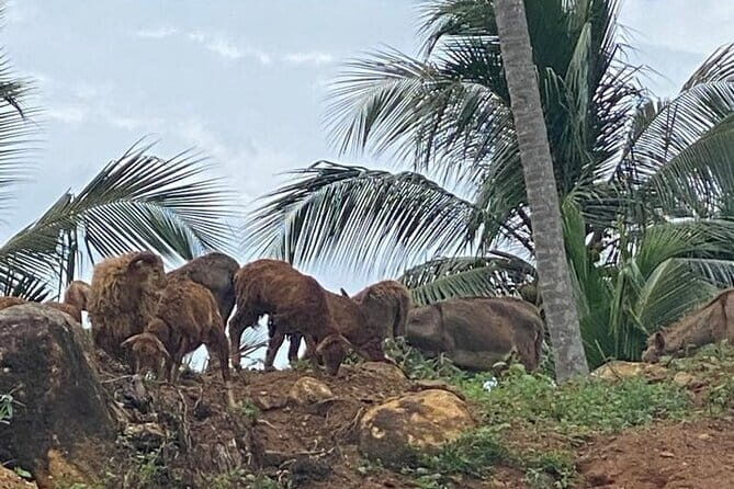 Sirin Park Eco Tour in Sri Lanka - Who Should Consider This Tour?