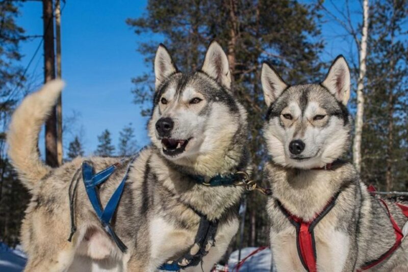 Sirkka: Husky Sled Ride in Levi - Exploring the Husky Sled Ride Experience in Levi