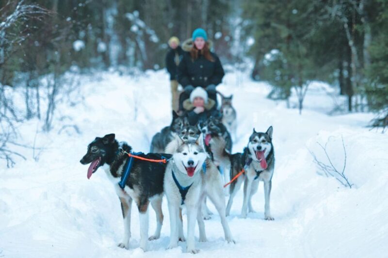 Sirkka: Husky Sled Ride in Levi - Who Should Consider This Tour?