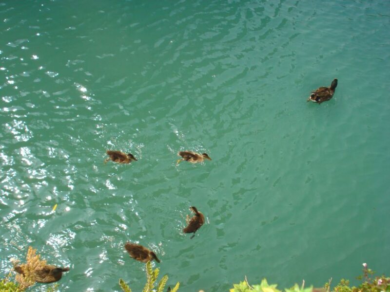 Sirmione private tour: on the shores of lake Garda - The Sum Up