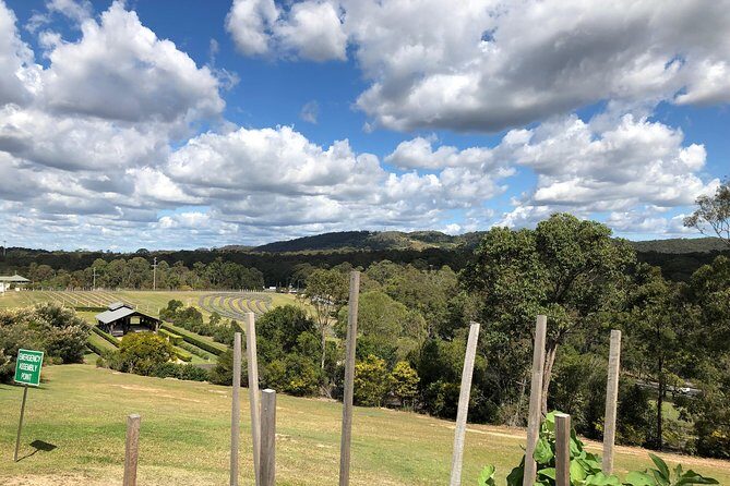 Sirromet Winery 3 Course Lunch, Tour, Tastings and Transfers - An In-depth Look at the Sirromet Tour