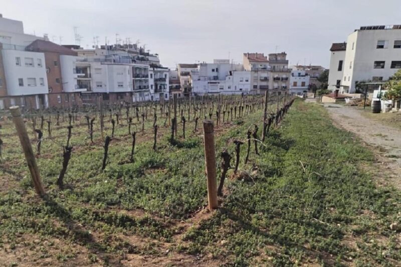 Sitges: Sailboat trip + walking tour and wine cellar tour - The Verdict: Who Will Love This Tour?