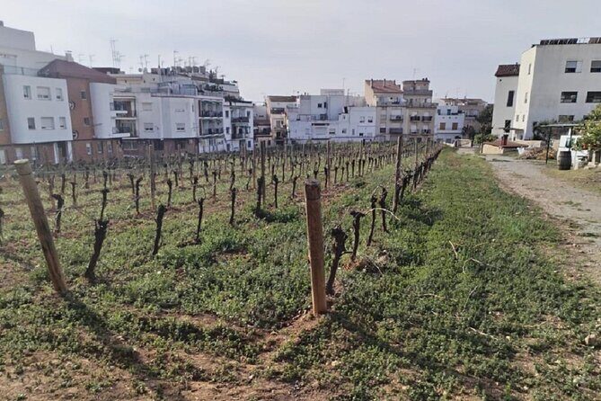 Sitges sailing, walking and winery tour - Who Will Love This Tour?