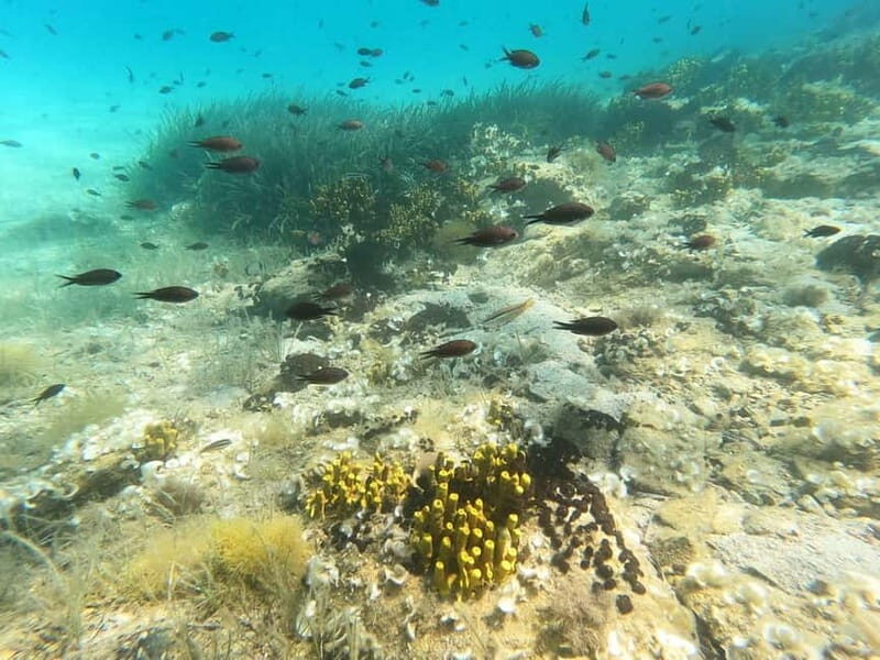 Sithonia: Half-Day Scuba Diving 2 Guided Shore Dives - Key Points