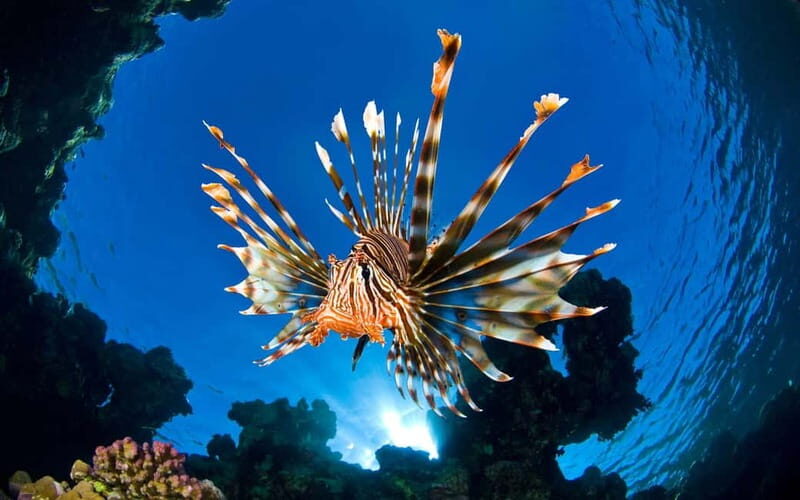 Sithonia: Half-Day Scuba Diving 2 Guided Shore Dives - Why This Tour Offers Real Value