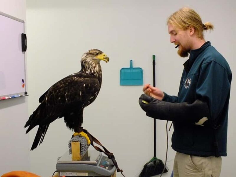 Sitka: Alaska Raptor Center Admission Ticket - An In-Depth Look at What You Can Expect