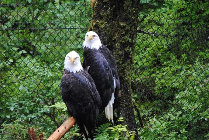 Sitka: Alaska Raptor Center Admission Ticket - Why This Tour Is a Smart Choice