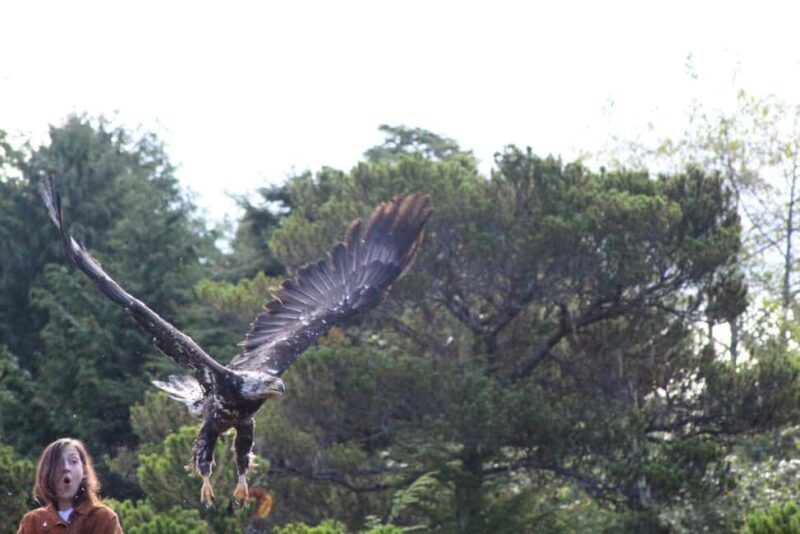 Sitka: Alaska Raptor Center Admission Ticket - The Sum Up